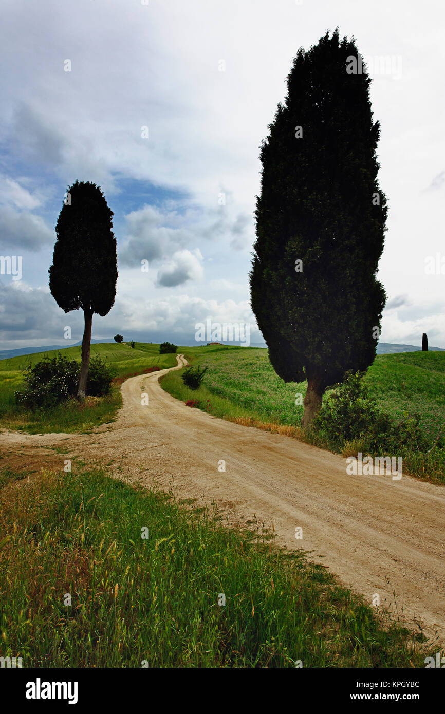 Cypress Trees Between The Road High Resolution Stock Photography and ...