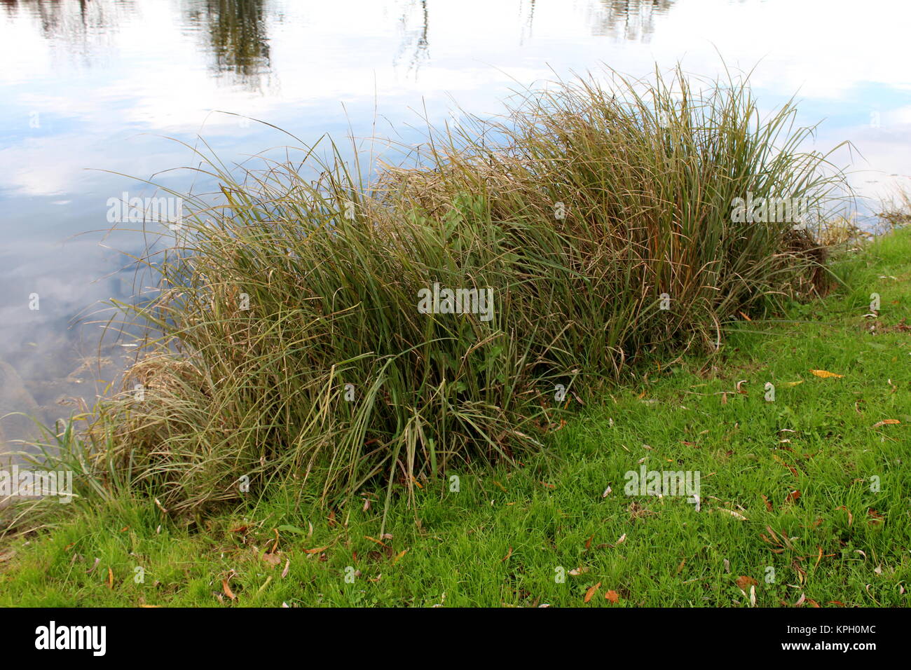 High partially dried grass on river bank surrounded with small uncut ...
