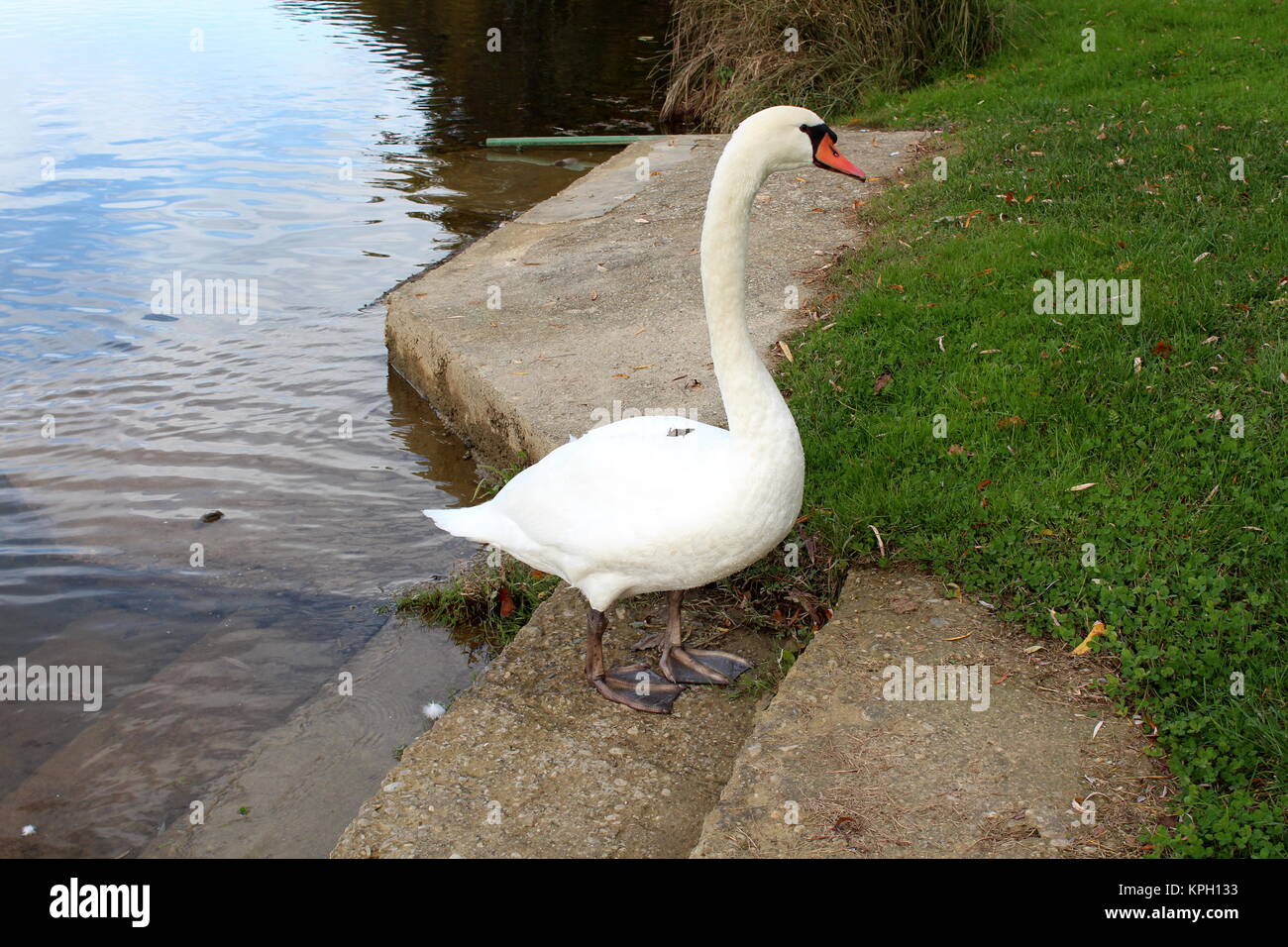 Single proud swan standing on concrete steps next to river bank ...