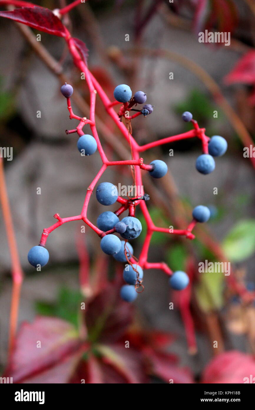 Virginia creeper or Victoria creeper plant with intensive red twig and ...