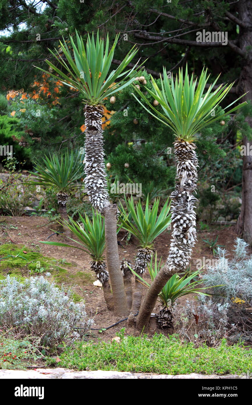 Yucca trees, from one small near the ground to two large, surrounded ...