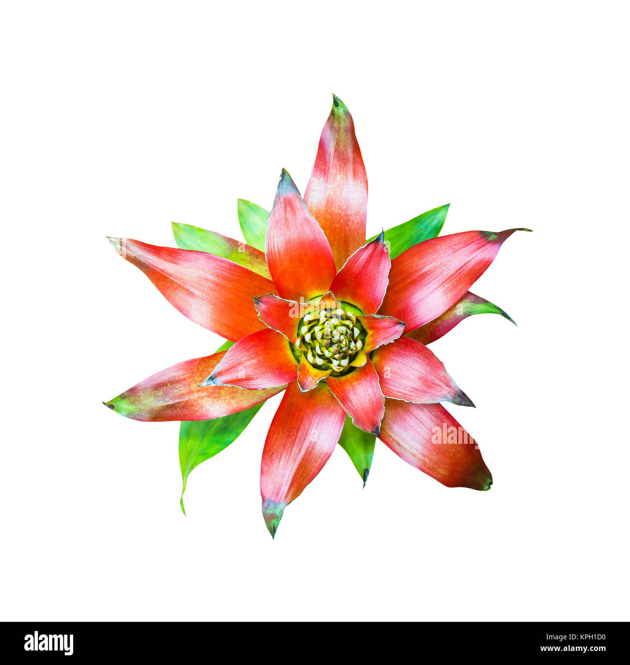 Beautiful Bromeliad flower isolated Stock Photo - Alamy