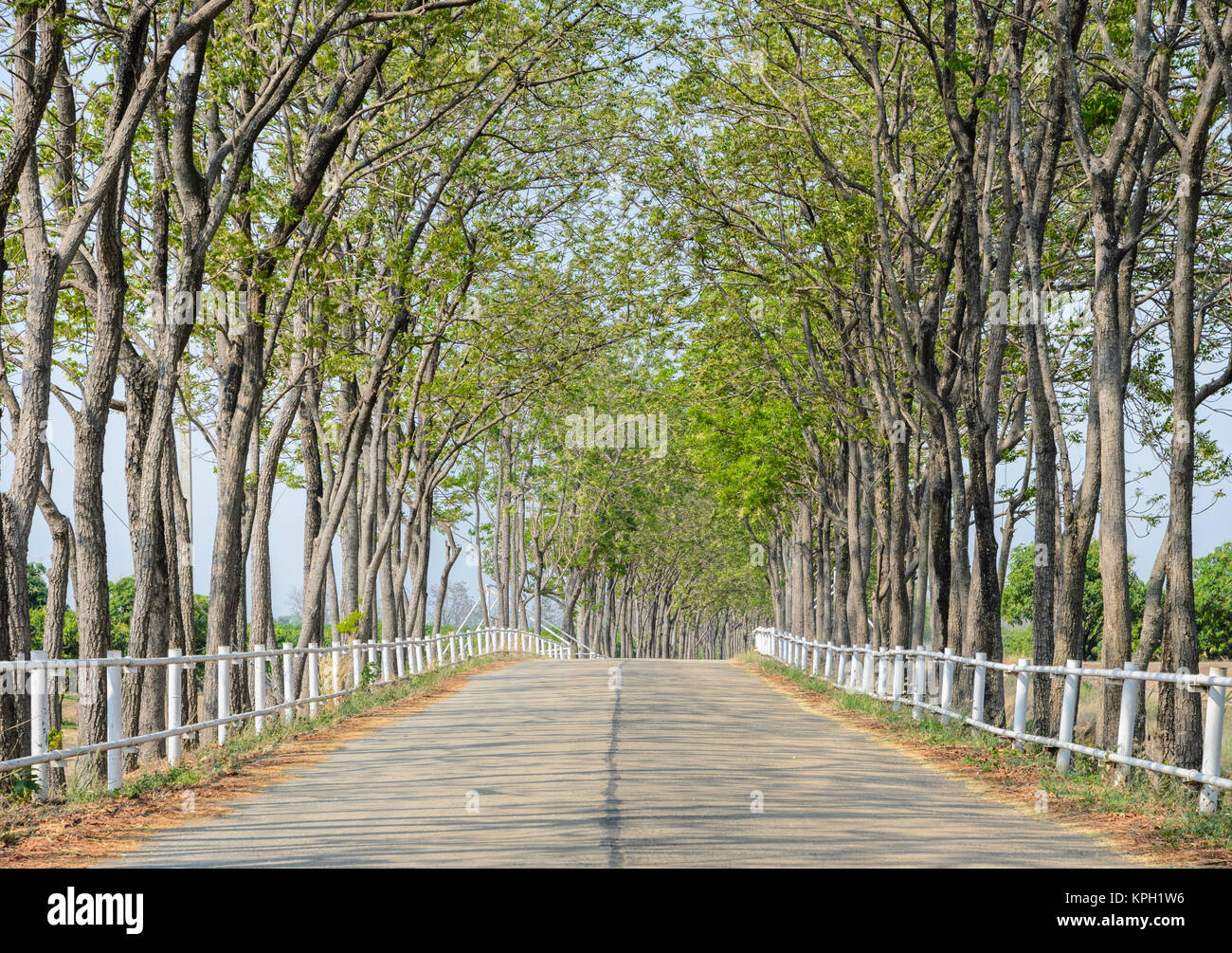 Tree lined road to farm Stock Photo - Alamy