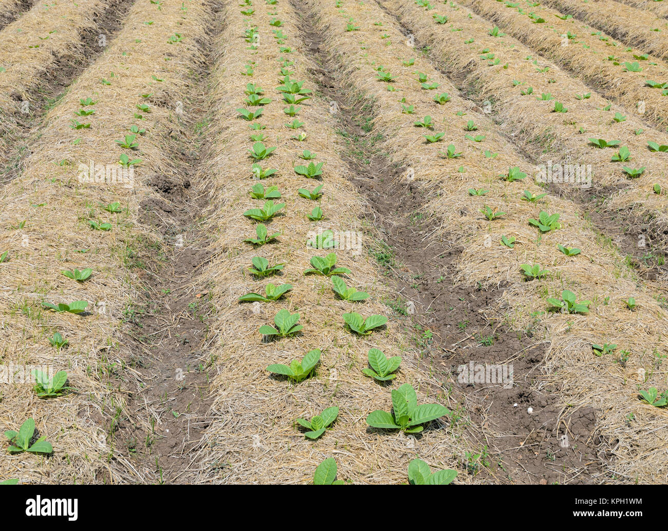 Young tobbaco plant Stock Photo - Alamy