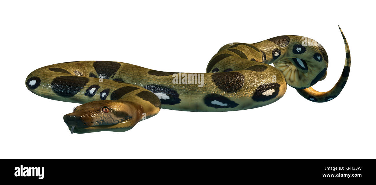 3D rendering of a Green anaconda or Eunectes murinus or common anaconda ...