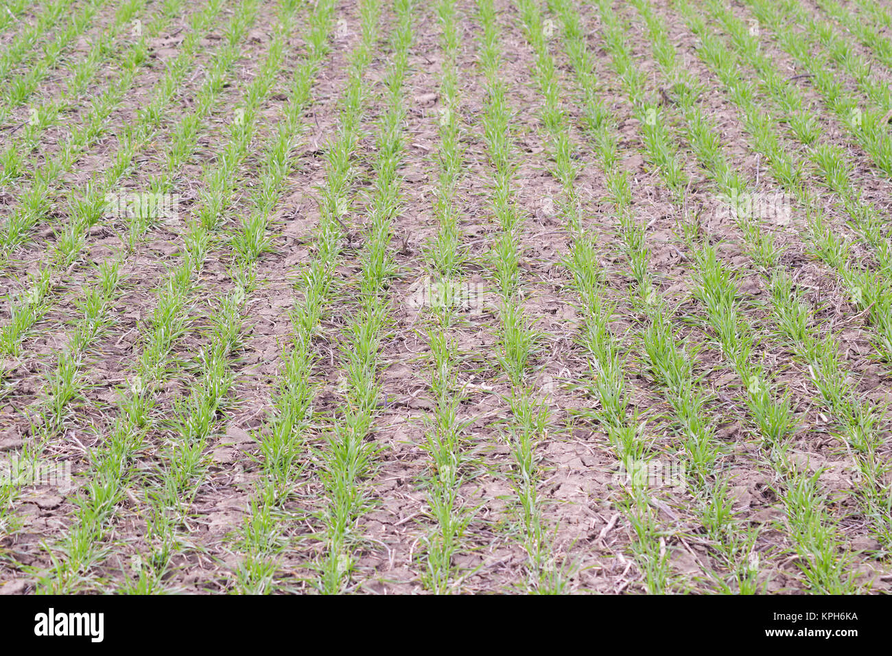 Spring winter wheat field Stock Photo - Alamy