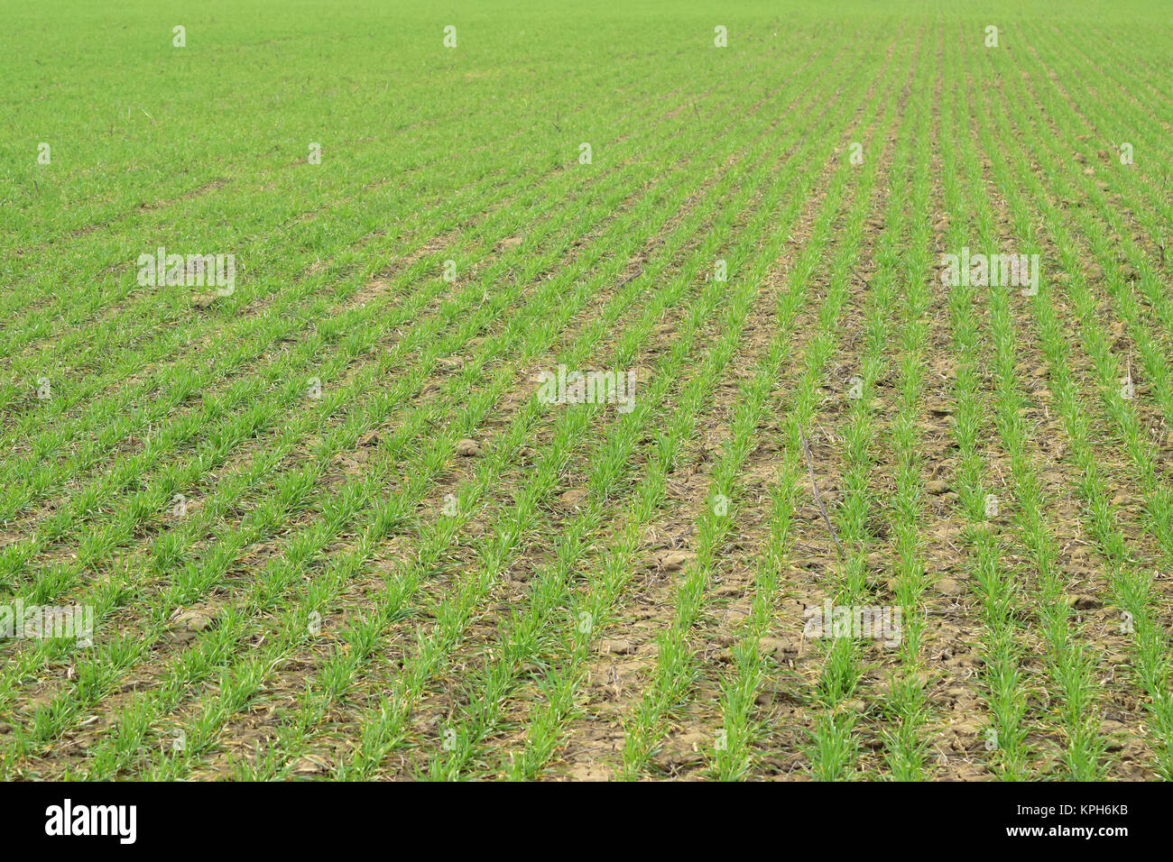 Spring winter wheat field Stock Photo - Alamy