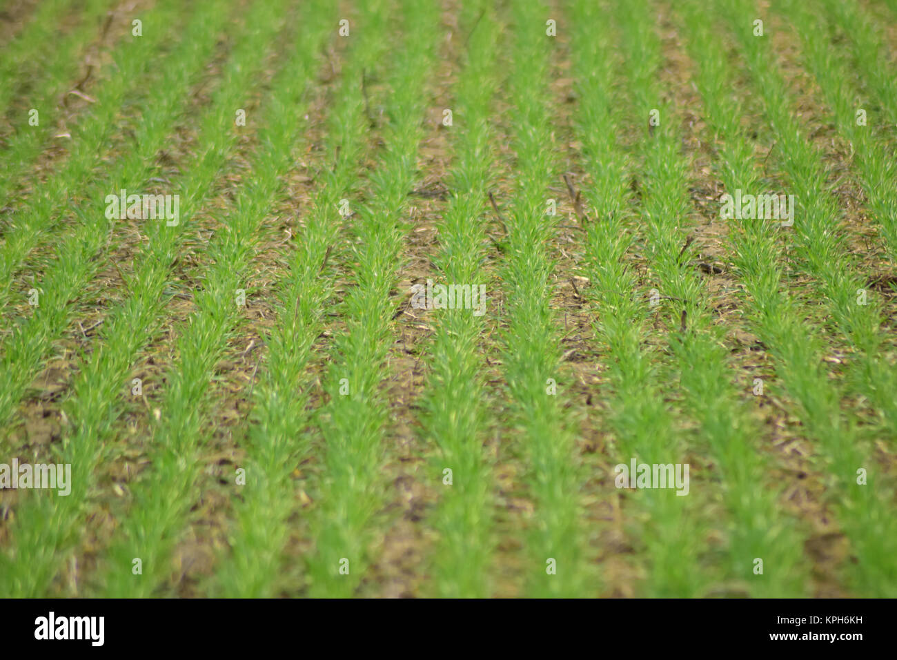 Spring winter wheat field Stock Photo - Alamy