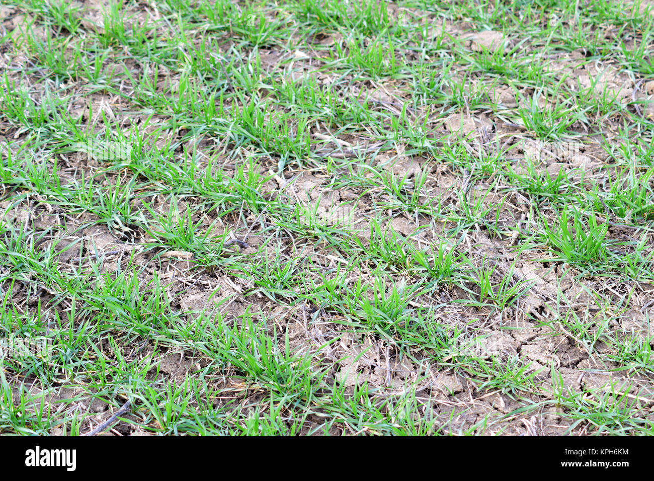 Spring winter wheat field Stock Photo - Alamy