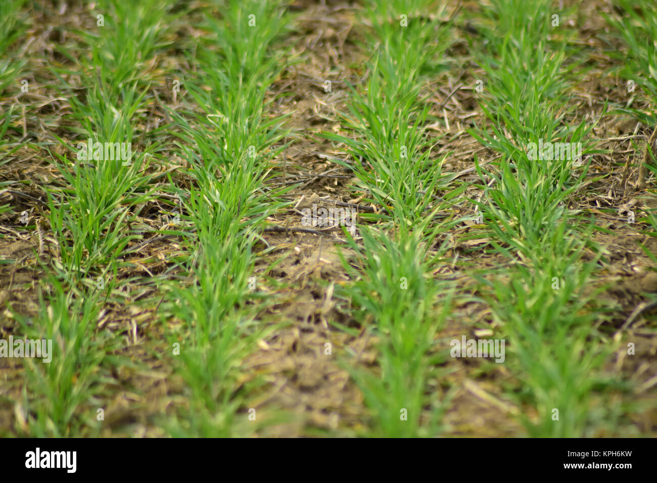 Spring winter wheat field Stock Photo - Alamy