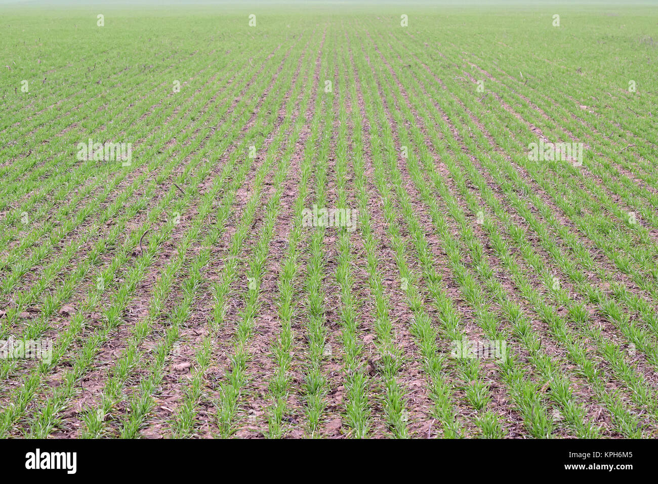 Spring winter wheat field Stock Photo - Alamy