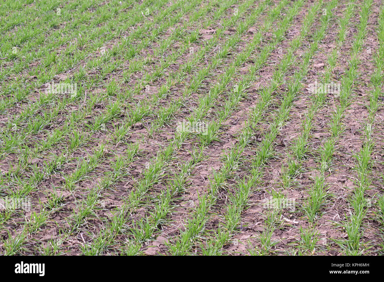 Spring winter wheat field Stock Photo - Alamy