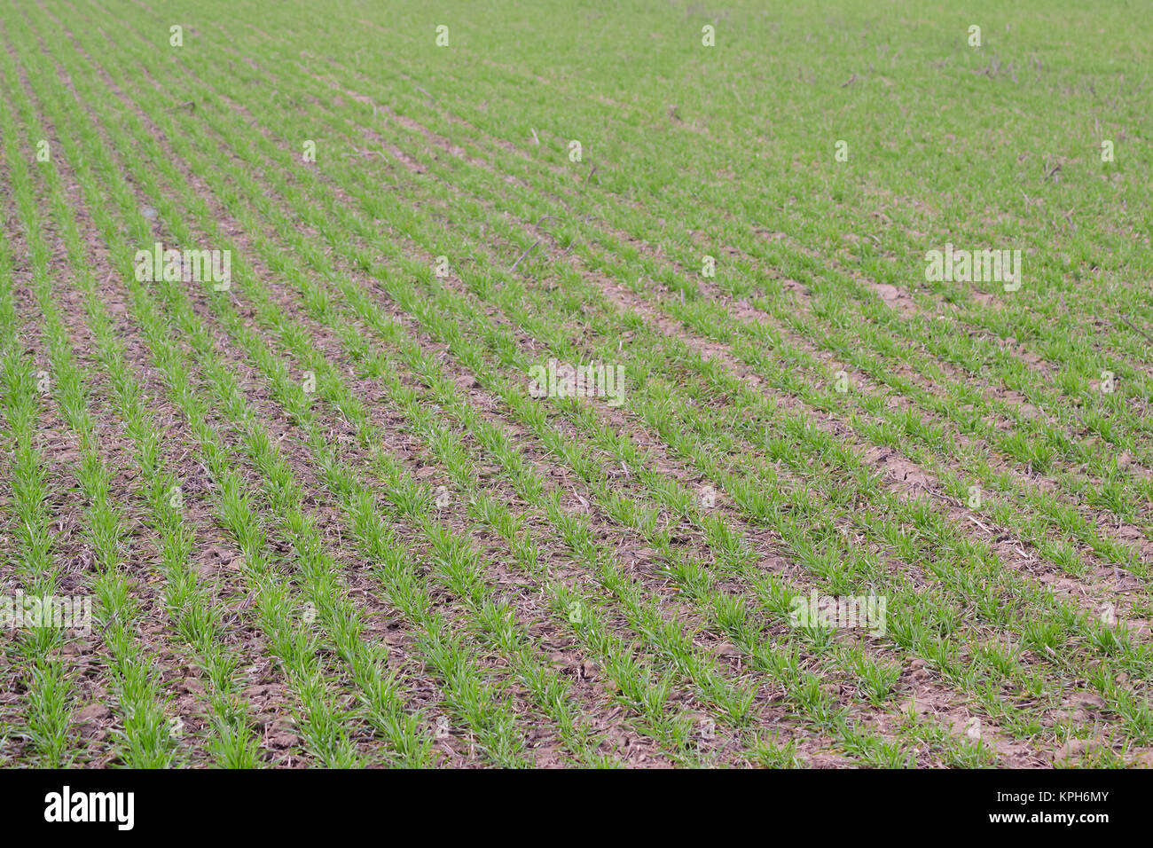 Spring winter wheat field Stock Photo - Alamy