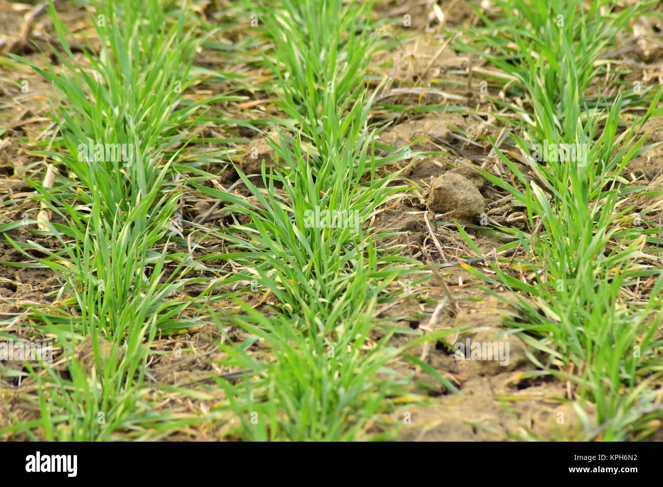 Spring winter wheat field Stock Photo - Alamy