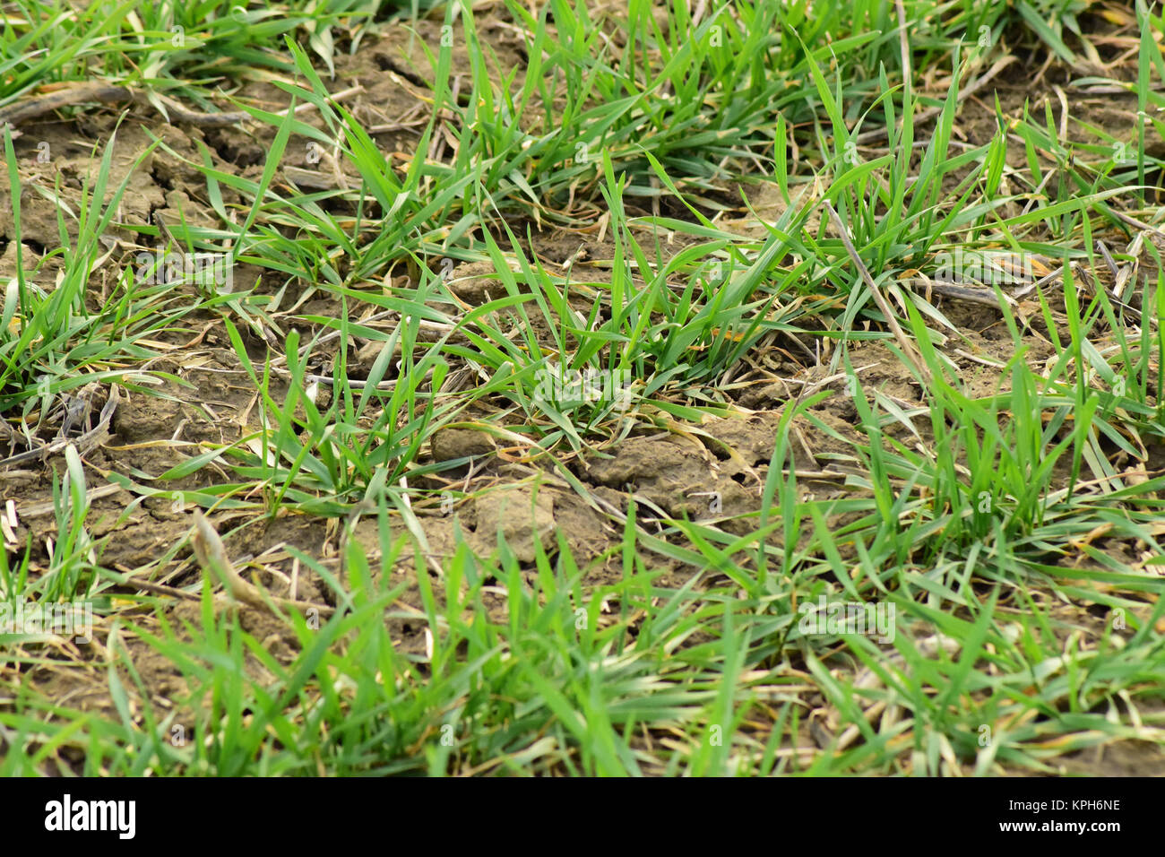 Spring winter wheat field Stock Photo - Alamy