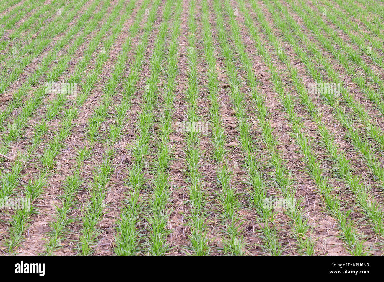 Spring winter wheat field Stock Photo - Alamy