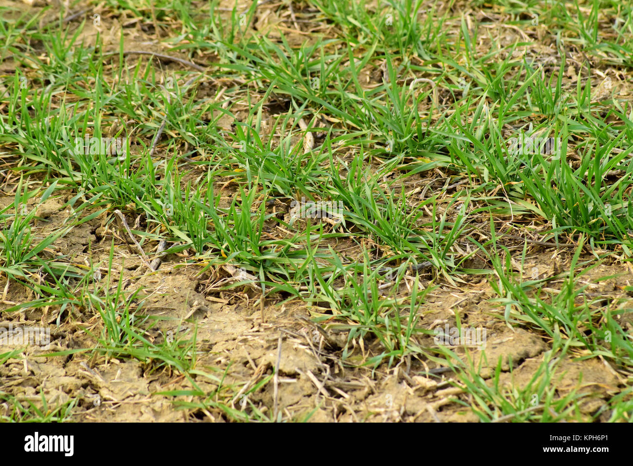 Spring winter wheat field Stock Photo - Alamy