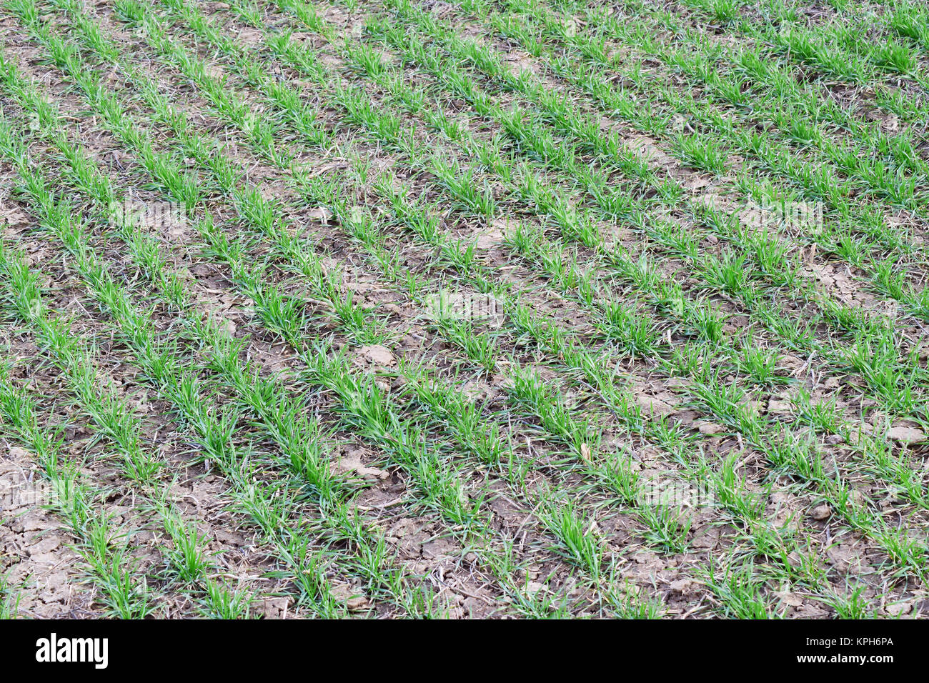 Spring winter wheat field Stock Photo - Alamy