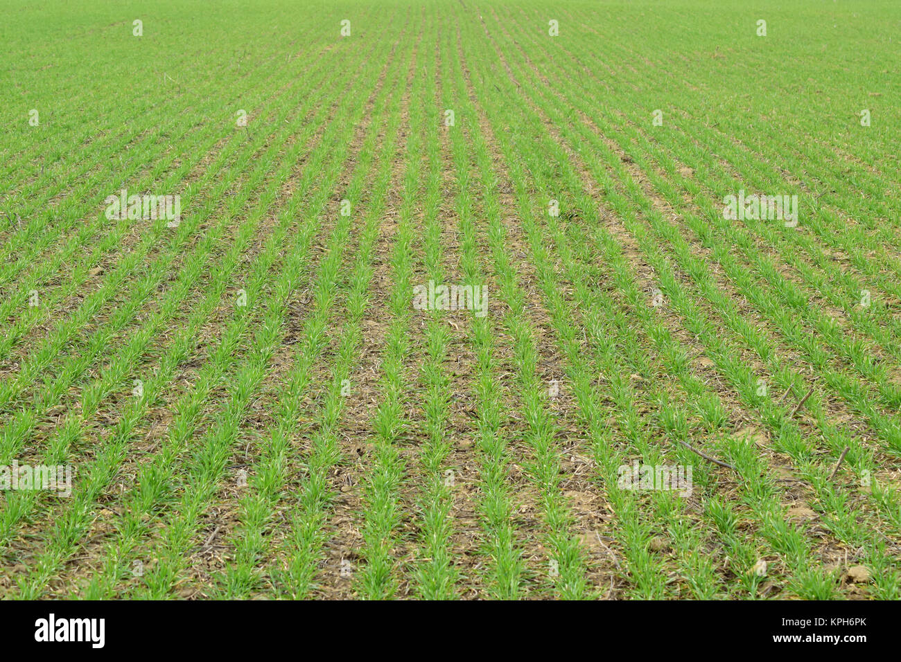 Spring winter wheat field Stock Photo - Alamy