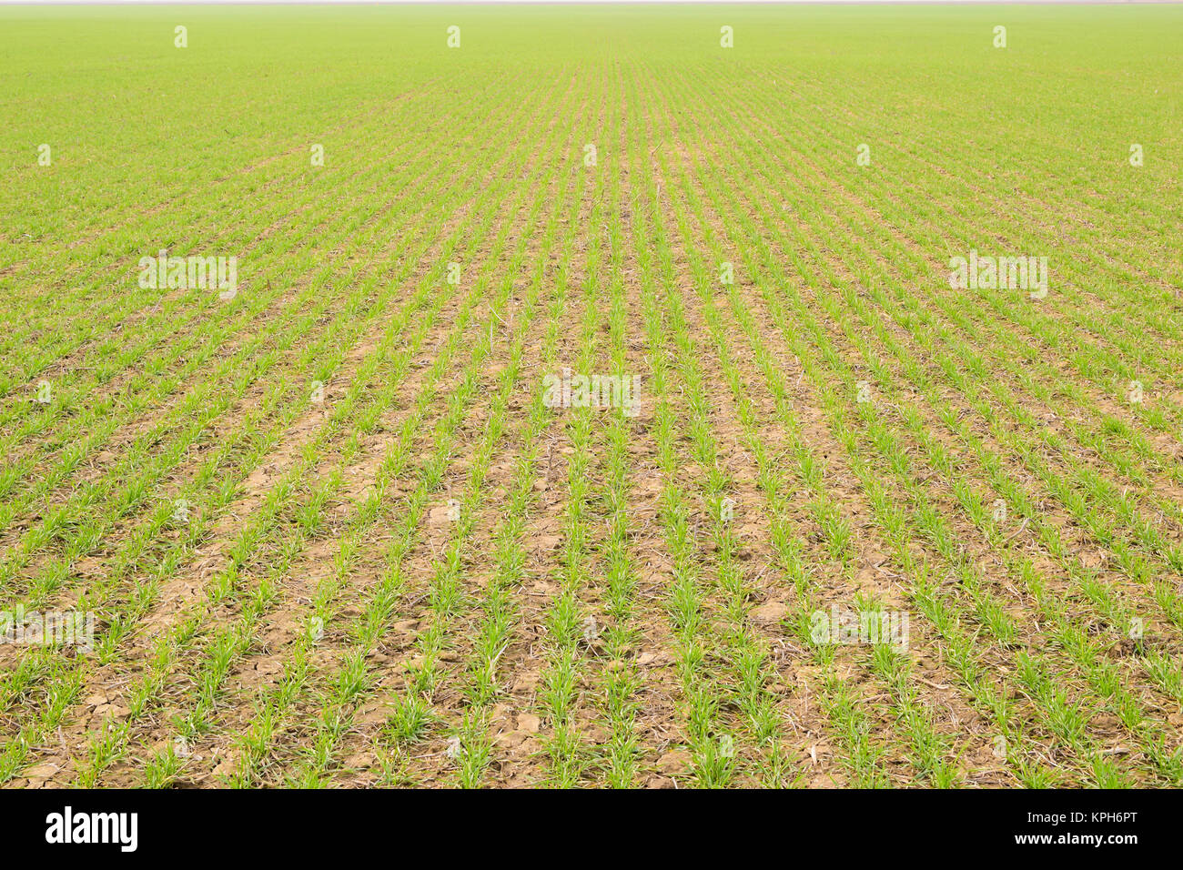 Spring winter wheat field Stock Photo - Alamy