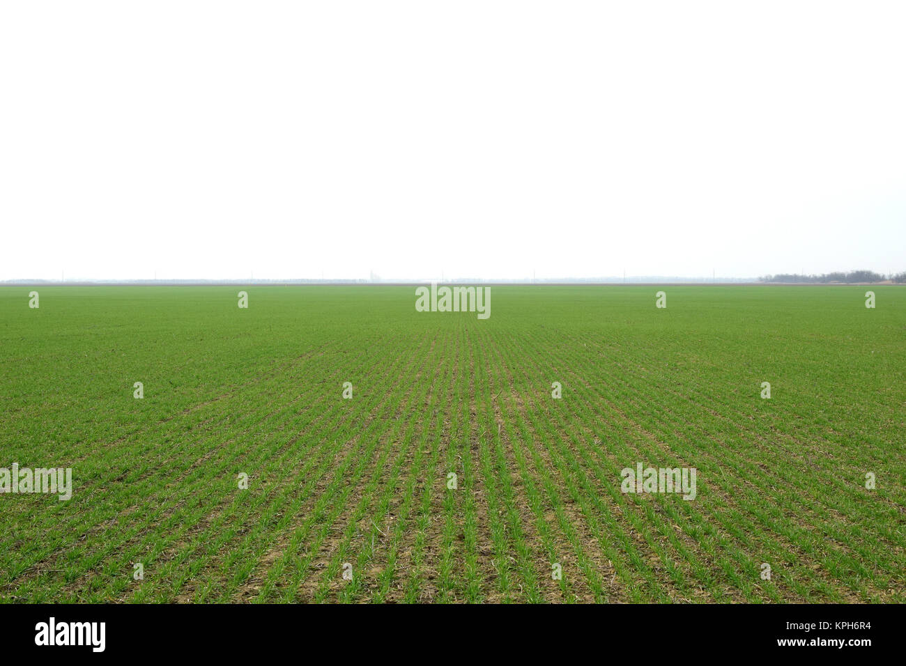 Spring winter wheat field Stock Photo - Alamy