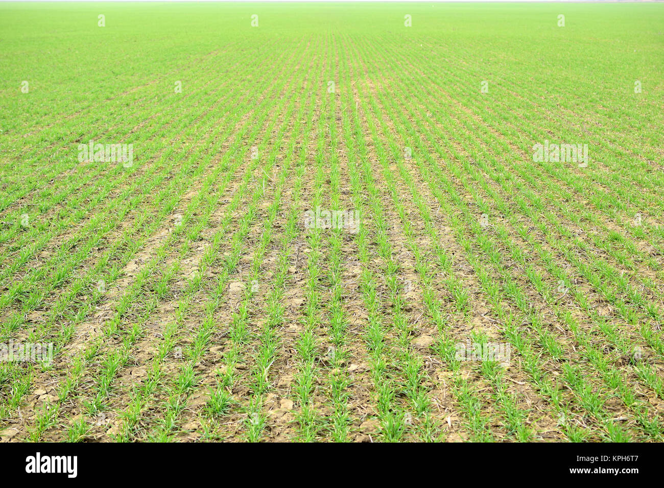 Spring winter wheat field Stock Photo - Alamy