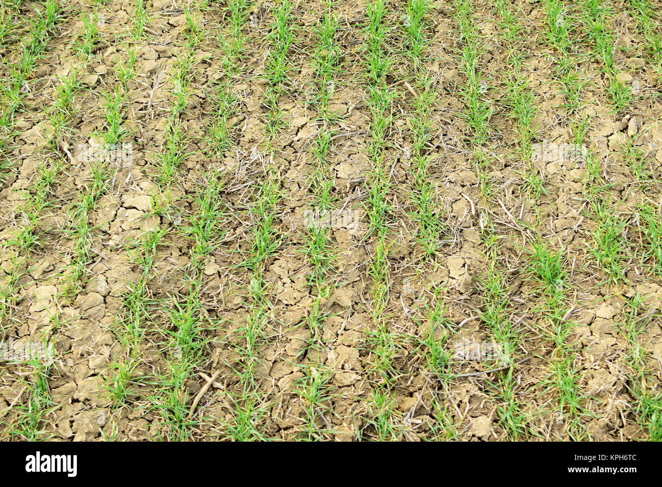 Spring winter wheat field Stock Photo - Alamy