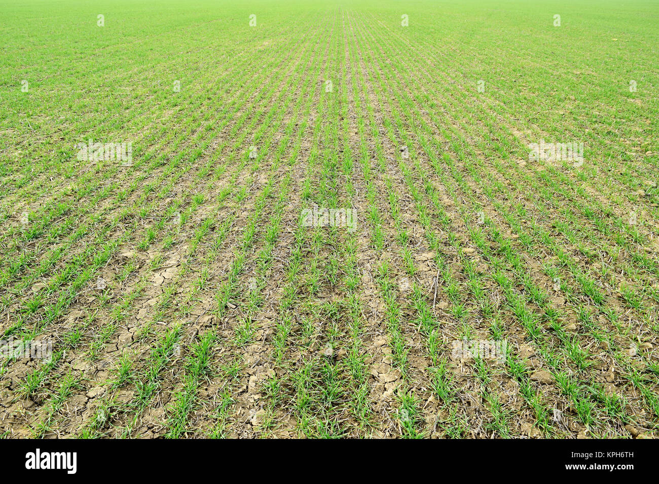 Spring winter wheat field Stock Photo - Alamy