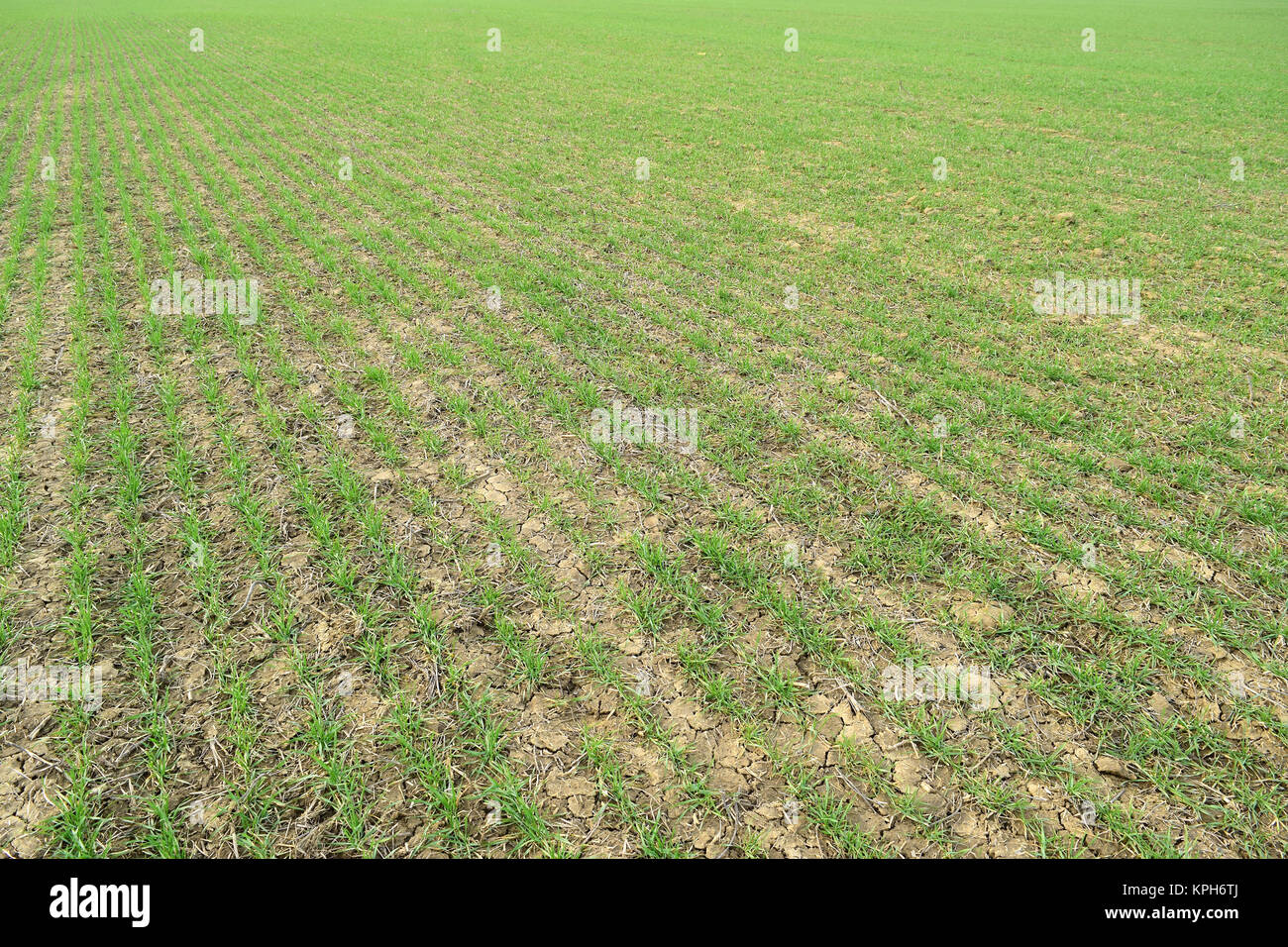 Spring winter wheat field Stock Photo - Alamy