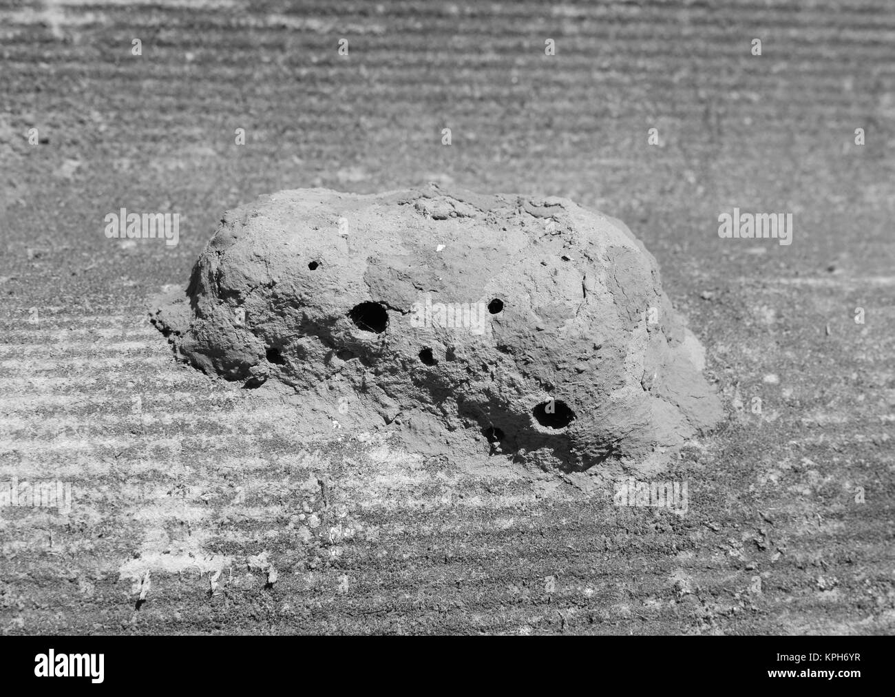 Nests of clay belonging wasp Stock Photo - Alamy
