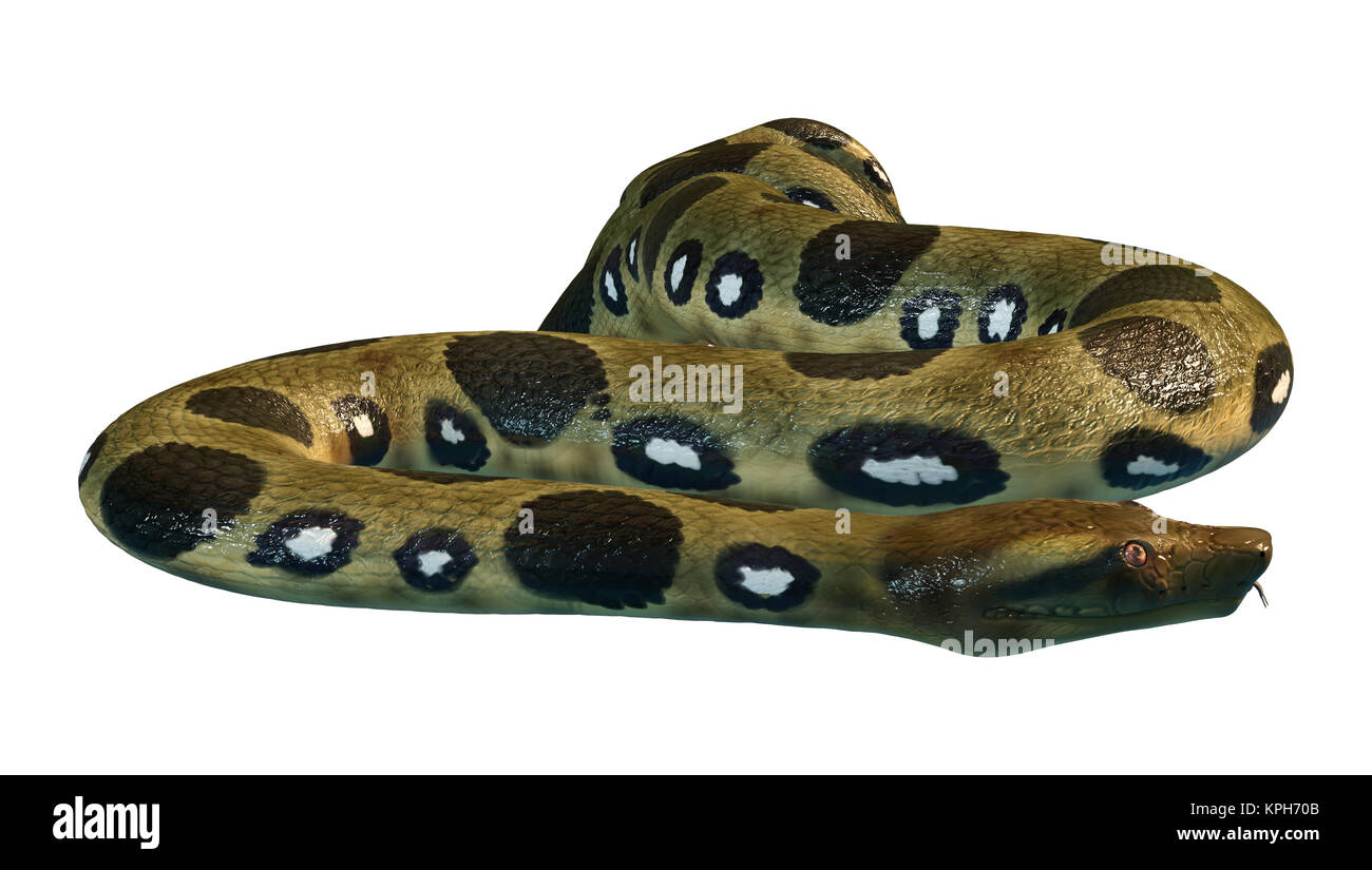 3D rendering of a green anaconda or Eunectes murinus or common anaconda ...