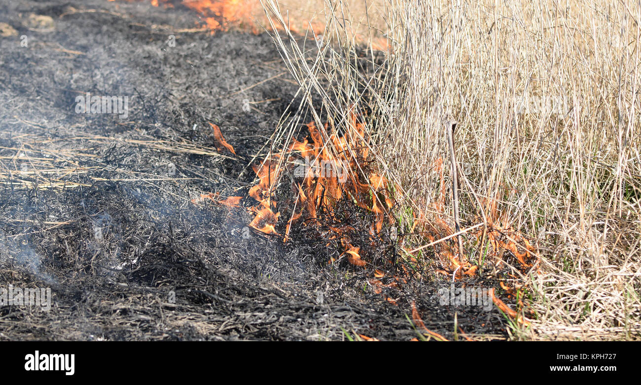 Burning dry grass and reeds Stock Photo - Alamy