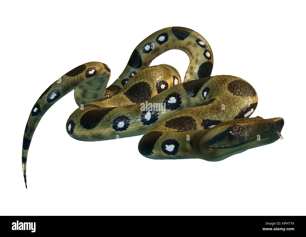 3D rendering of a green anaconda or Eunectes murinus or common anaconda ...