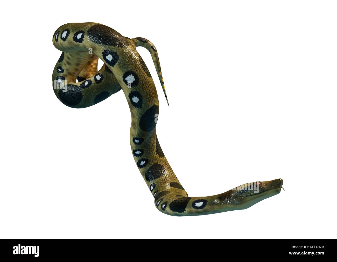 3D rendering of a green anaconda or Eunectes murinus or common anaconda ...