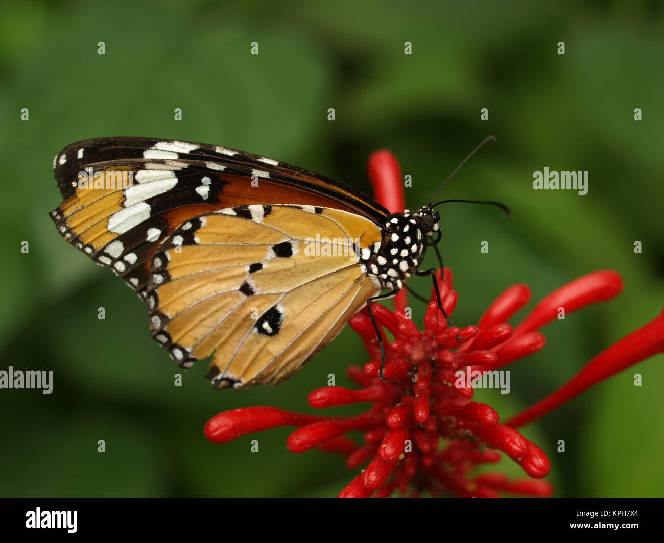 african monarch butterfly Stock Photo - Alamy