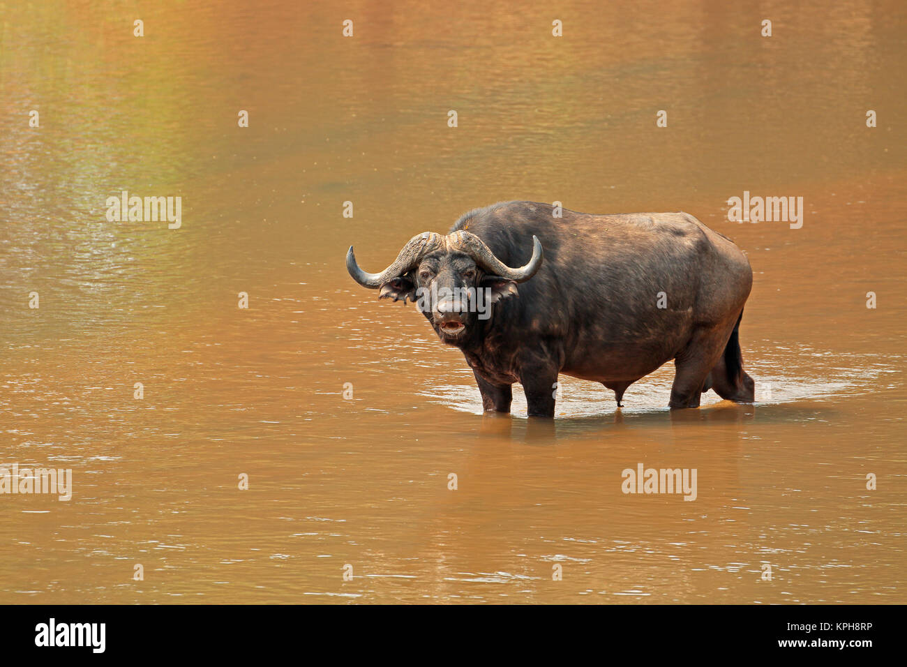 African buffalo in river Stock Photo - Alamy