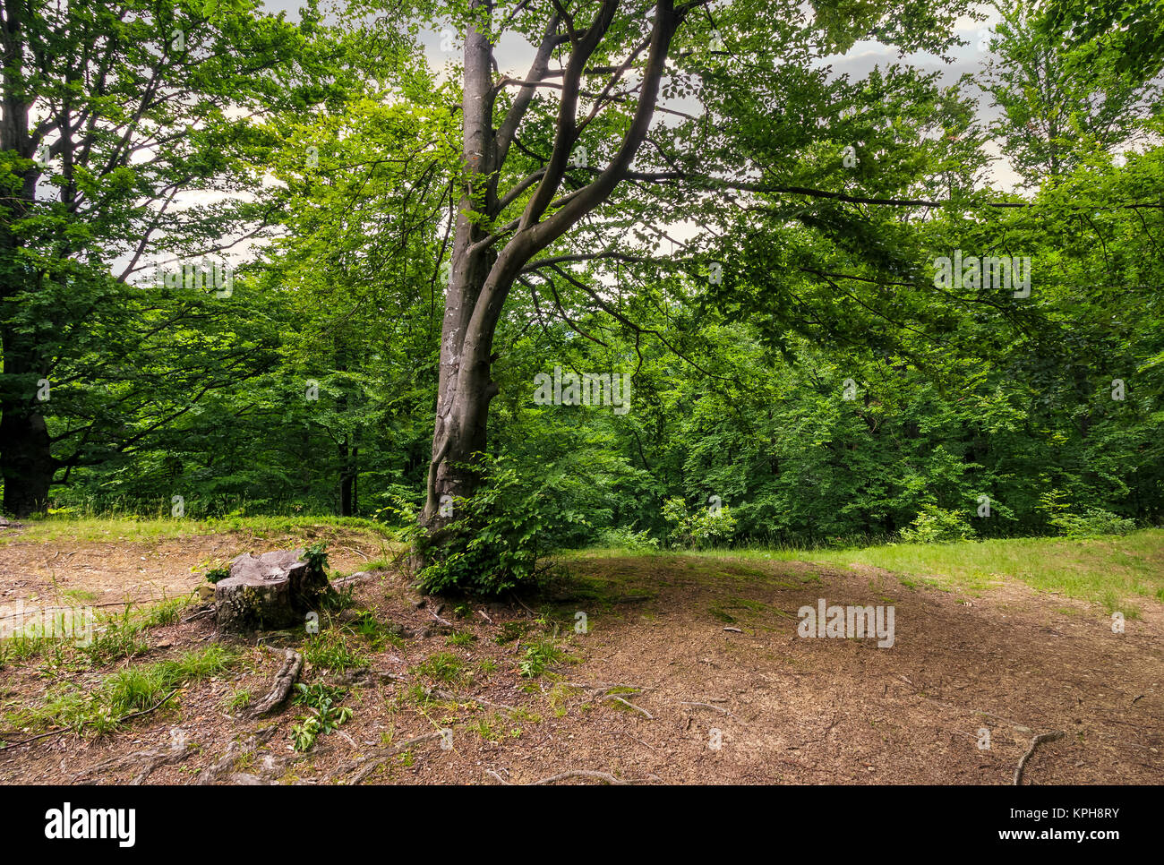 Deep Forest Green Stock Photos & Deep Forest Green Stock Images - Alamy
