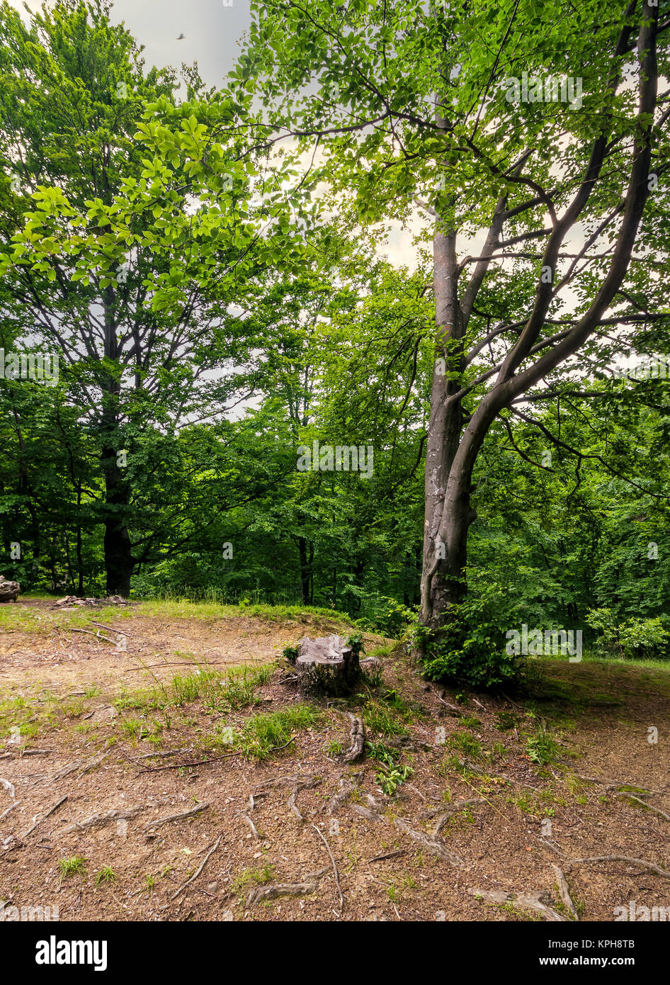 trees of deep green and ancient forest Stock Photo - Alamy
