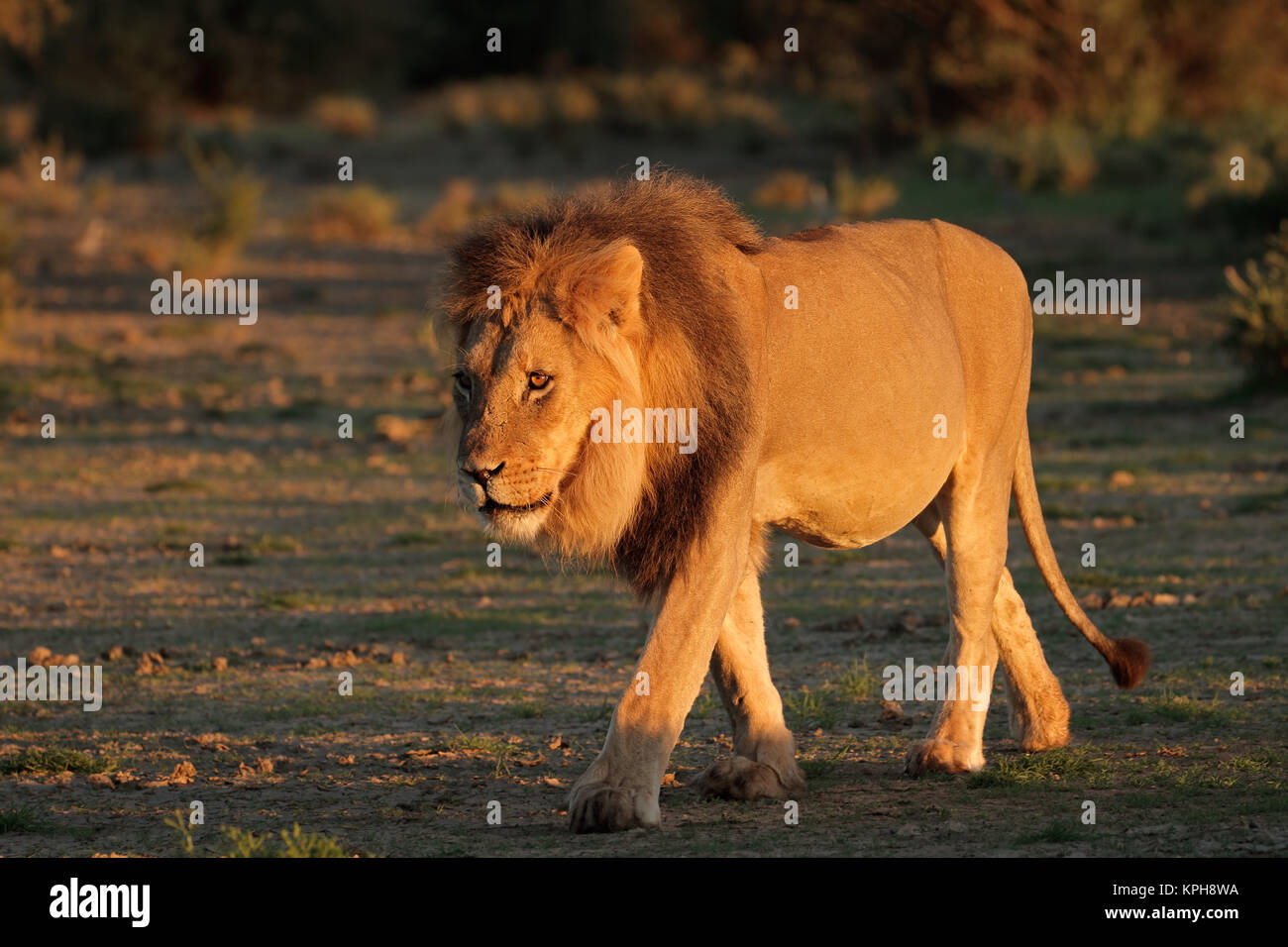 Big african mammal hi-res stock photography and images - Alamy