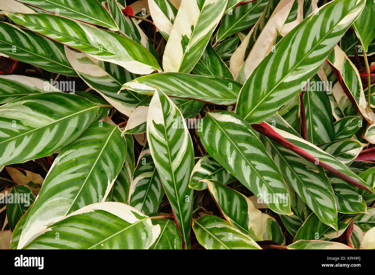 Pattern plant hi-res stock photography and images - Alamy