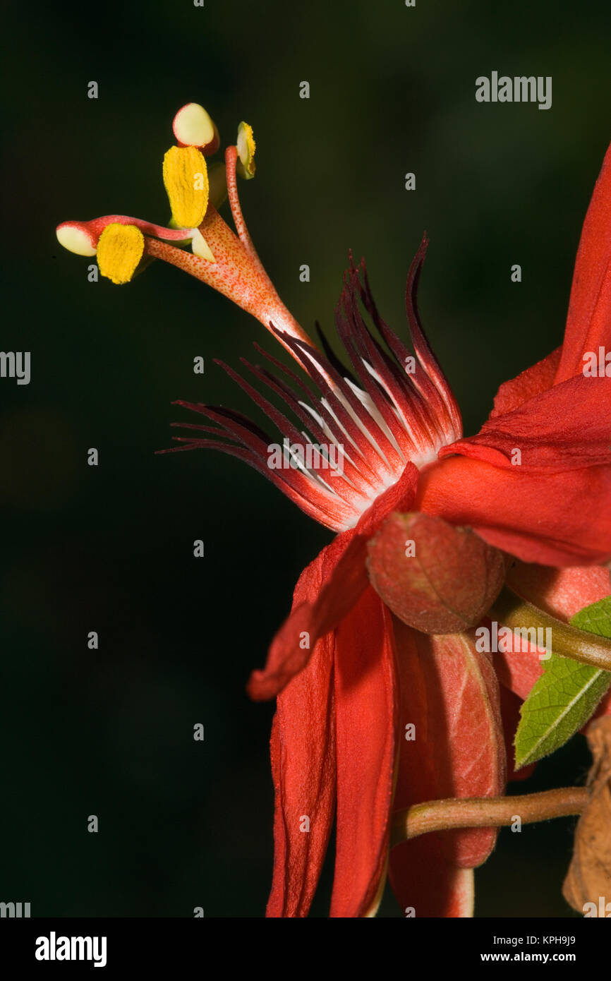 Red flower detail hi-res stock photography and images - Alamy