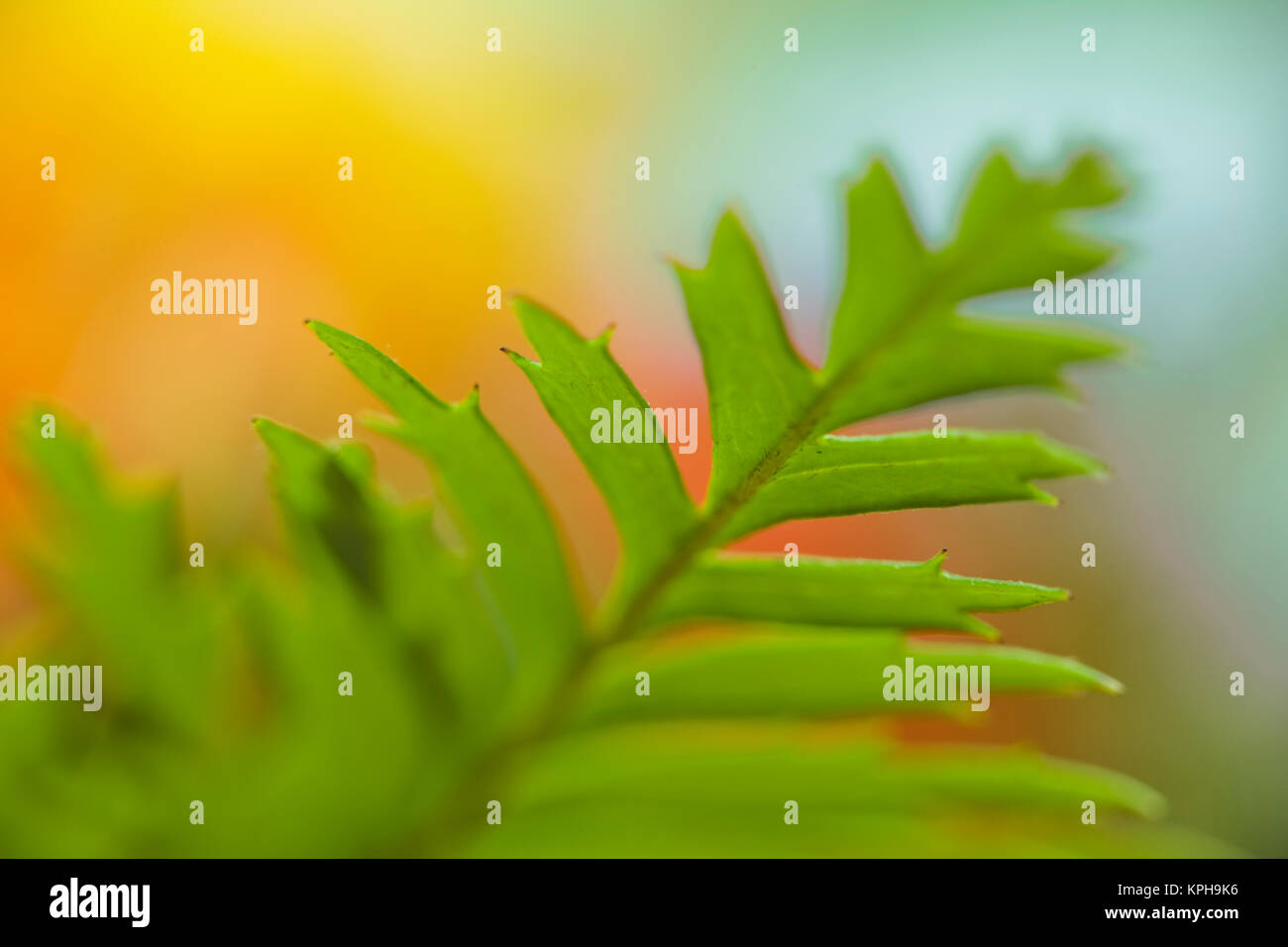 Leaf simple hi-res stock photography and images - Alamy