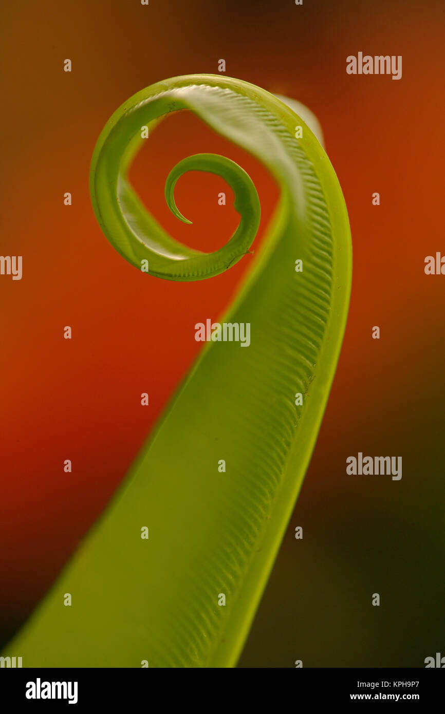Fern curl hi-res stock photography and images - Alamy