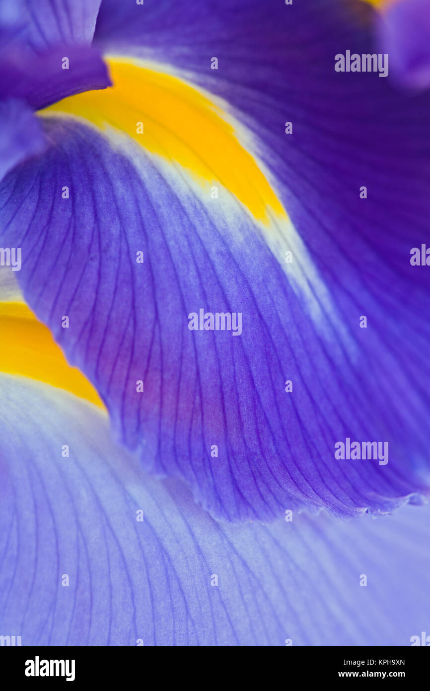 Abstract iris hi-res stock photography and images - Alamy