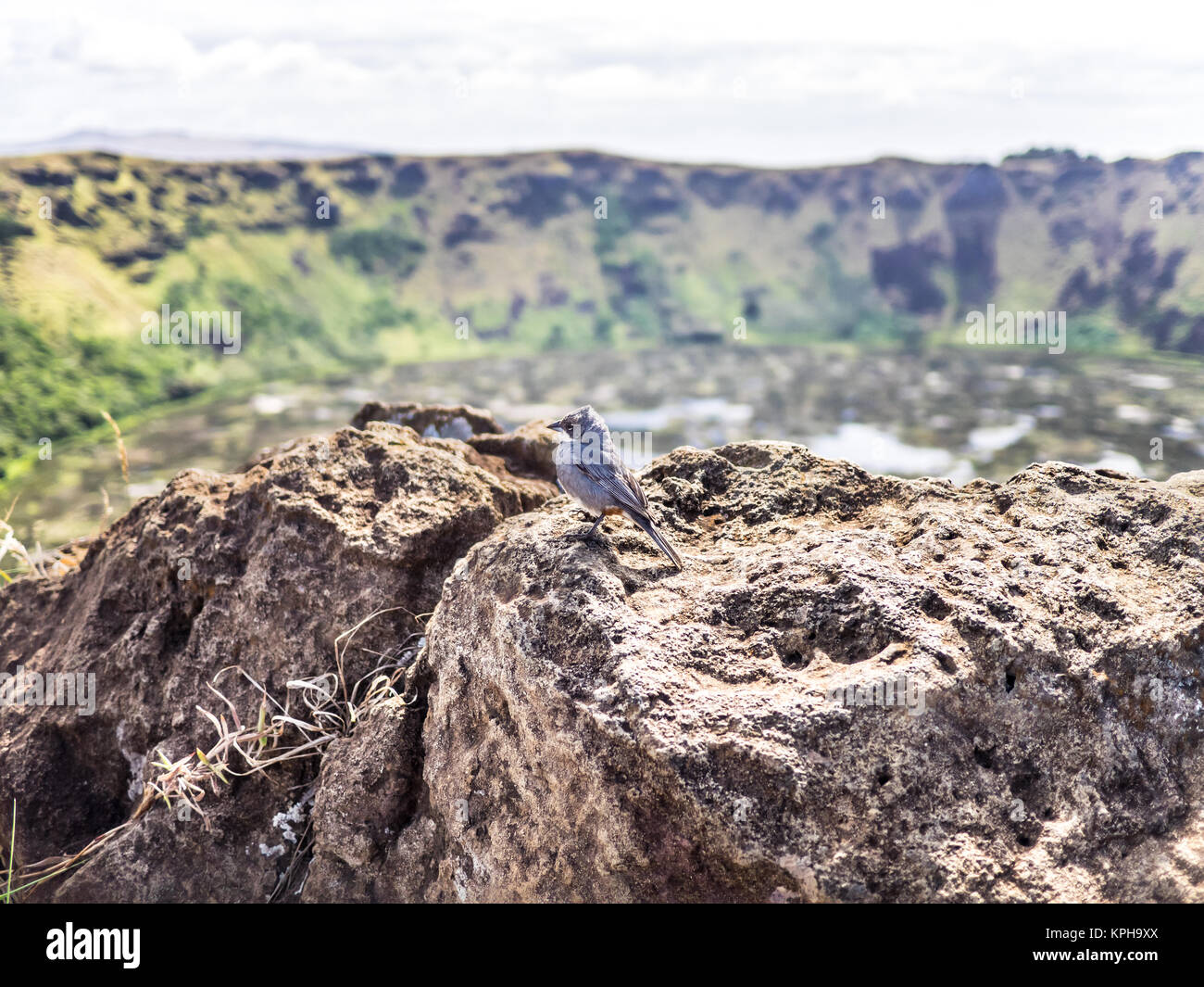 The Bird of the Ranu Kao volcano Stock Photo - Alamy