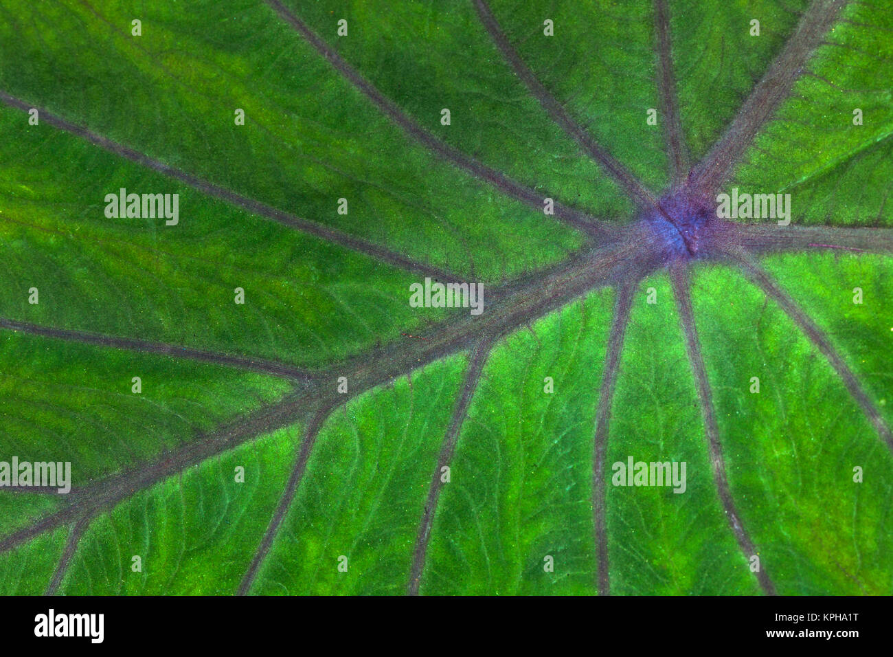 Leaf pattern hi-res stock photography and images - Alamy