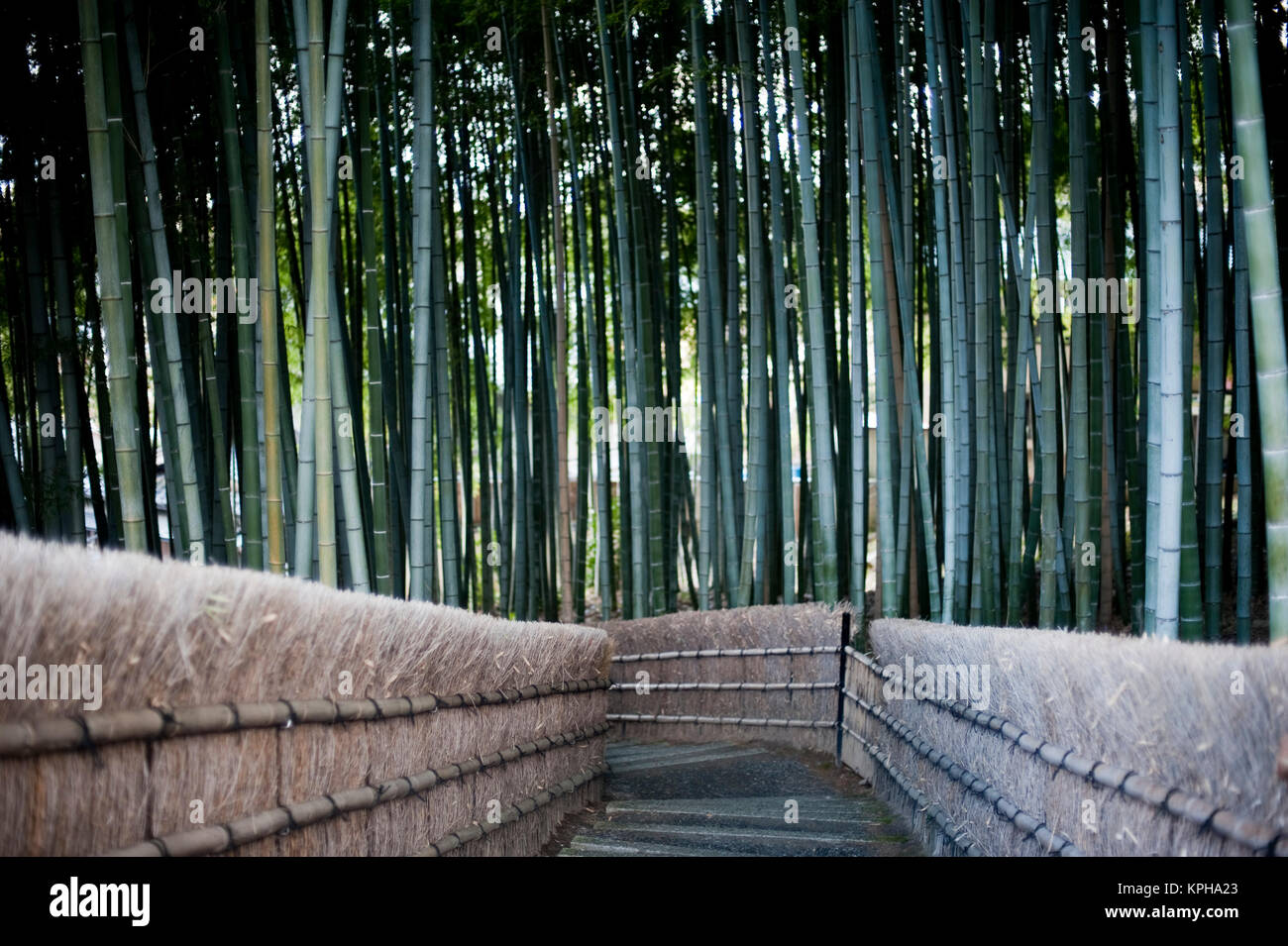 Bamboo forest walkway in Kyoto Japan Stock Photo - Alamy