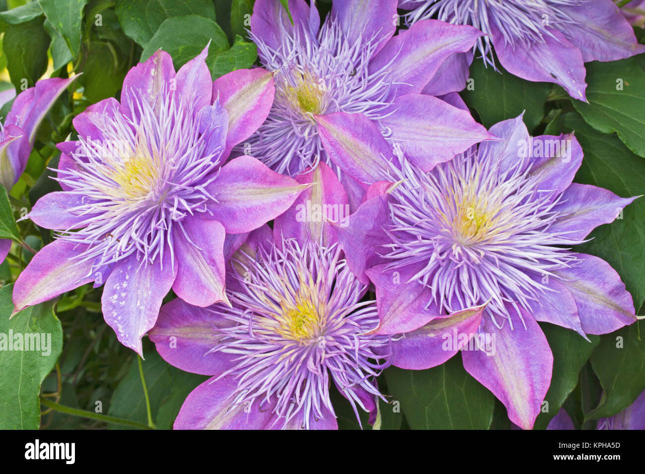 Pink spiky flower hi-res stock photography and images - Alamy