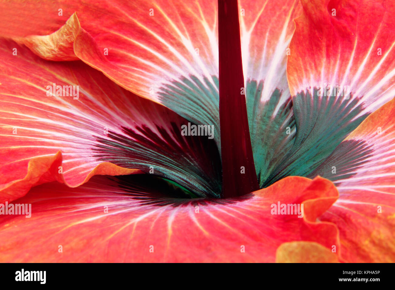 Close-up of hibiscus flower Stock Photo - Alamy