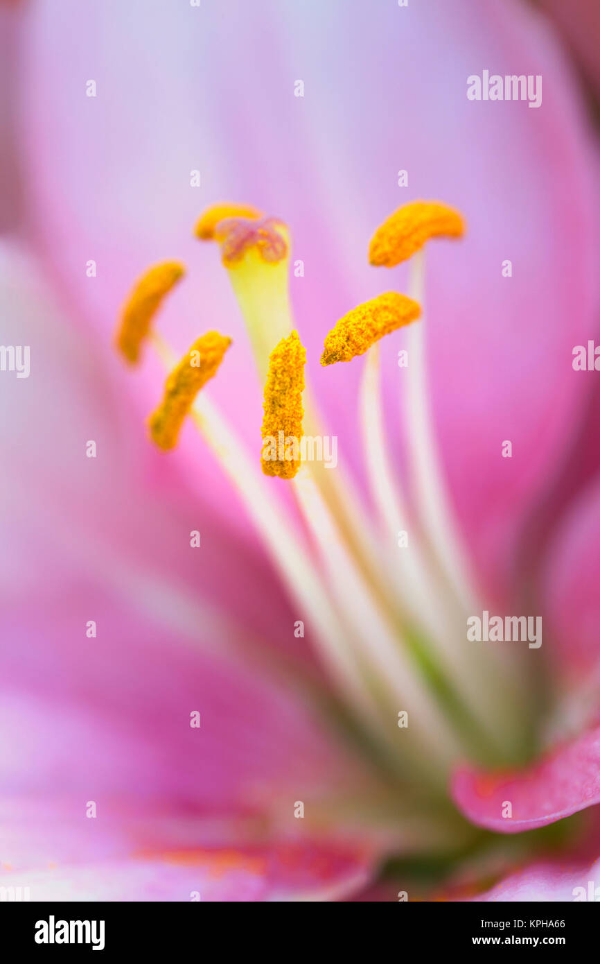 Anther of lily flower hi-res stock photography and images - Alamy